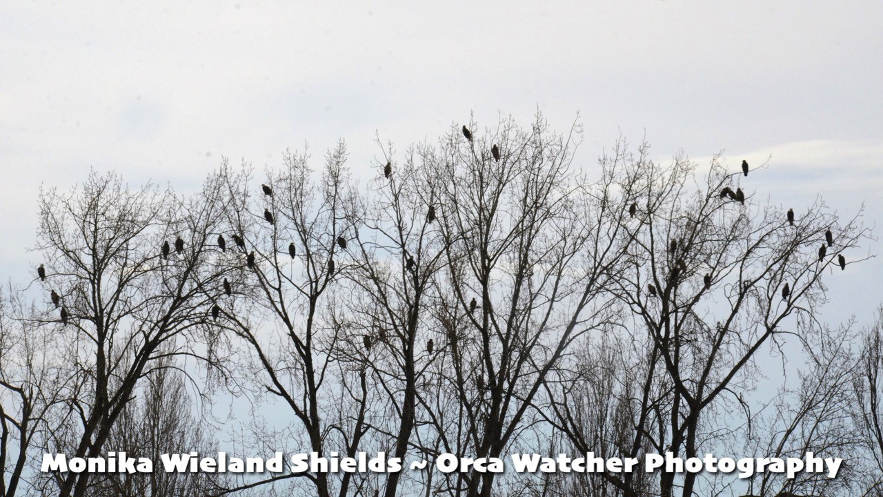 Orca Watcher: Birding the Fraser River Delta