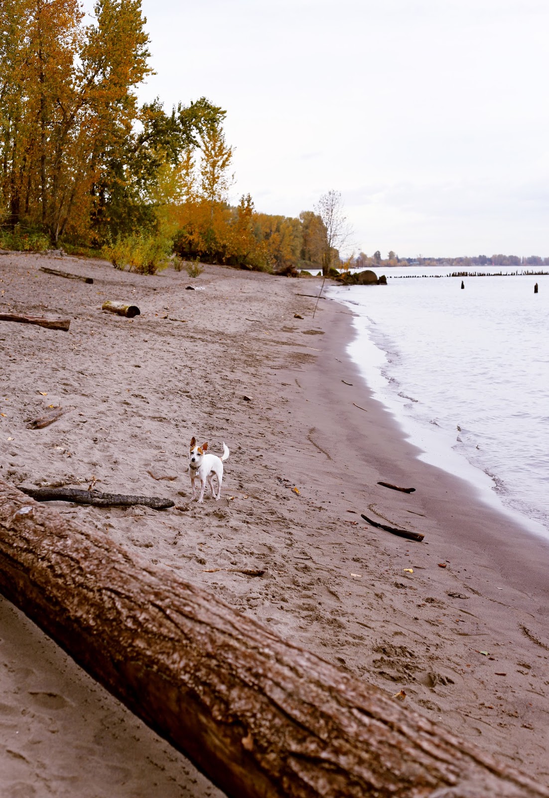 Ponderings on my Wanderings: Road Trip Day 10 - Portland - Put A Bunny ...