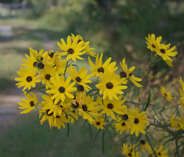 sweetbay: Blooming Friday -- Second Favorite Garden Center (NCBG) Part III