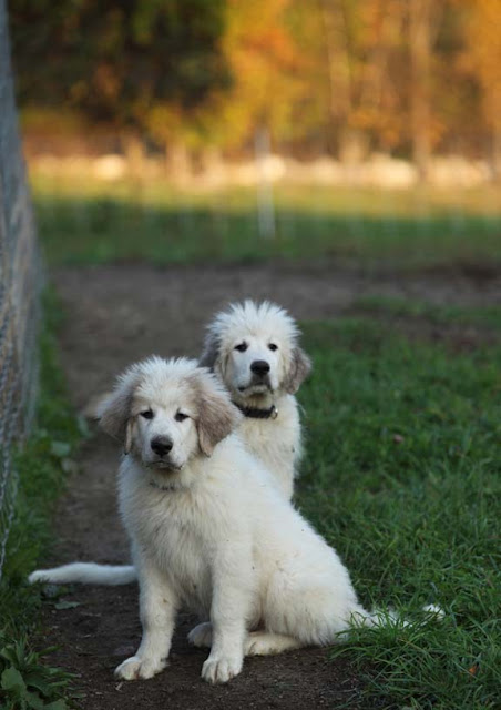 Getting Stitched on the Farm: Keep Those Great Pyrenees Puppies Names ...