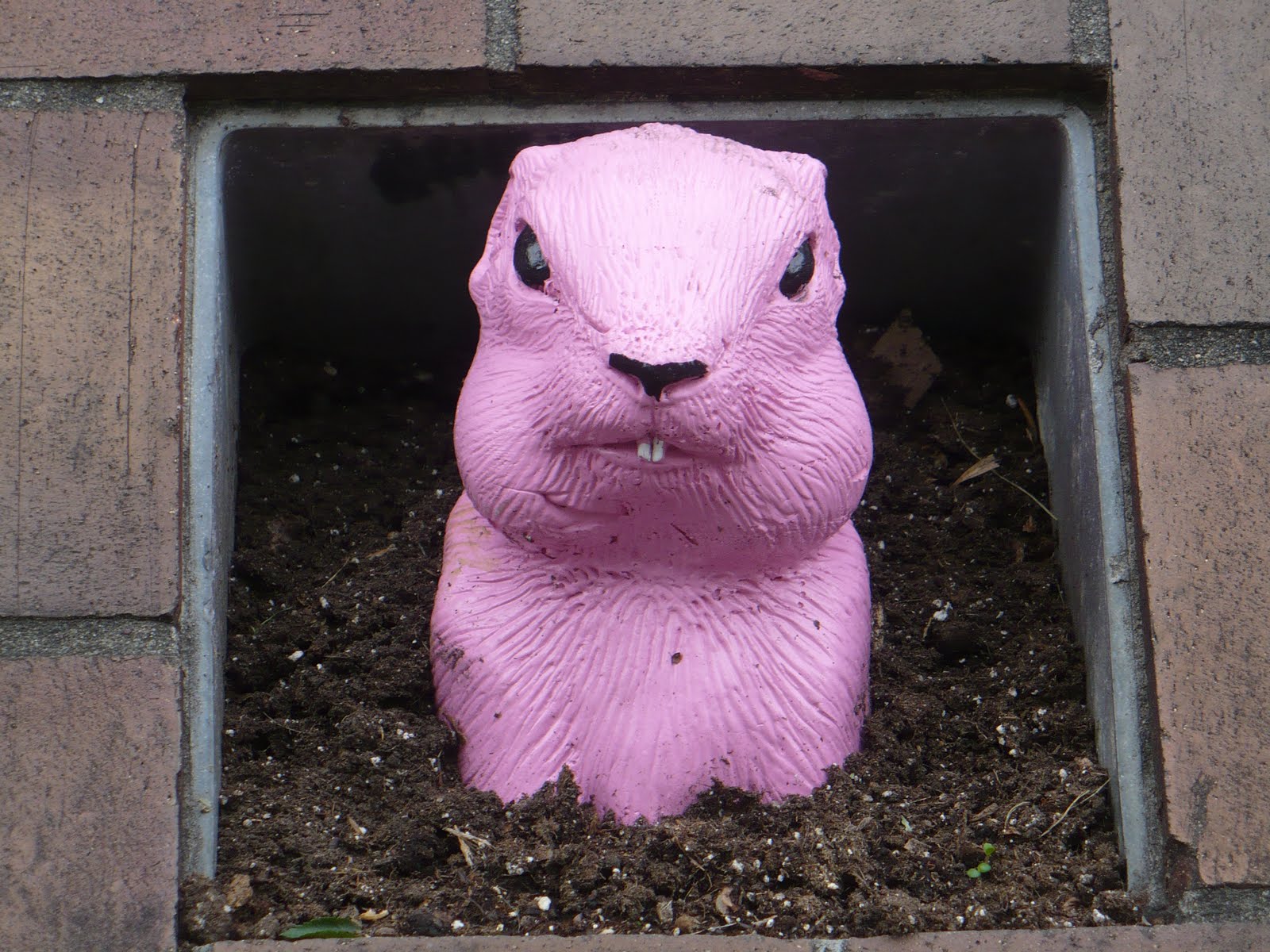 Calgary Daily Photo: Pink Gopher