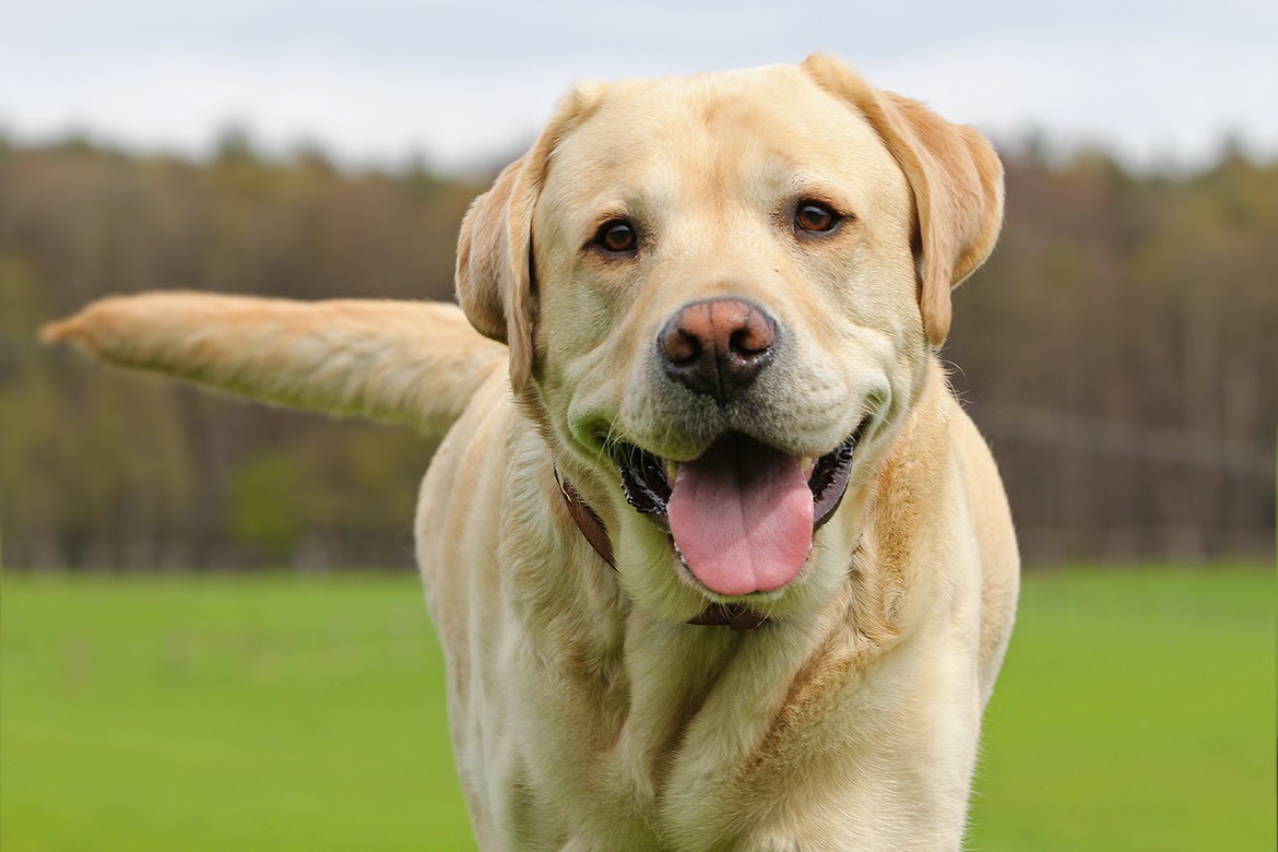BANCO DE IMÁGENES: 24 fotografías de perros (Los mejores amigos del ...