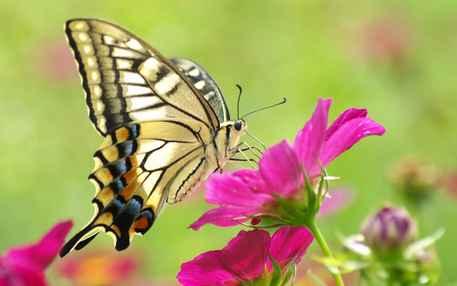 Butterfly on Flower - Mystery Wallpaper