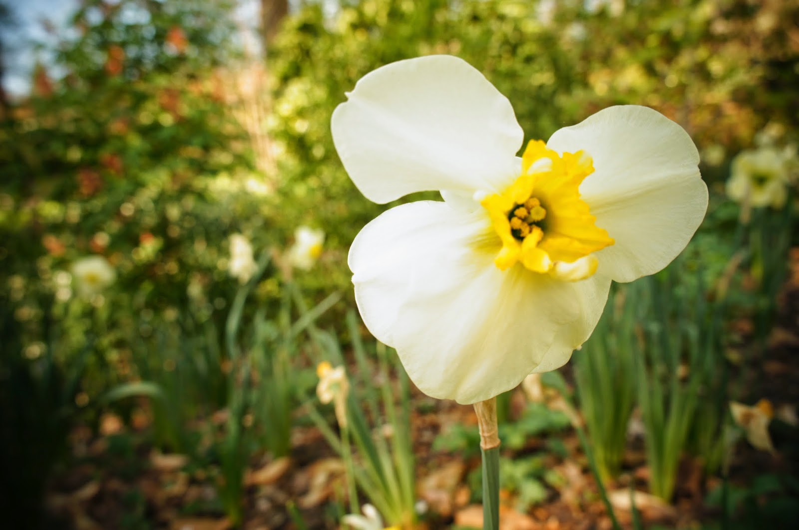 100 flowers free downloadable pictures