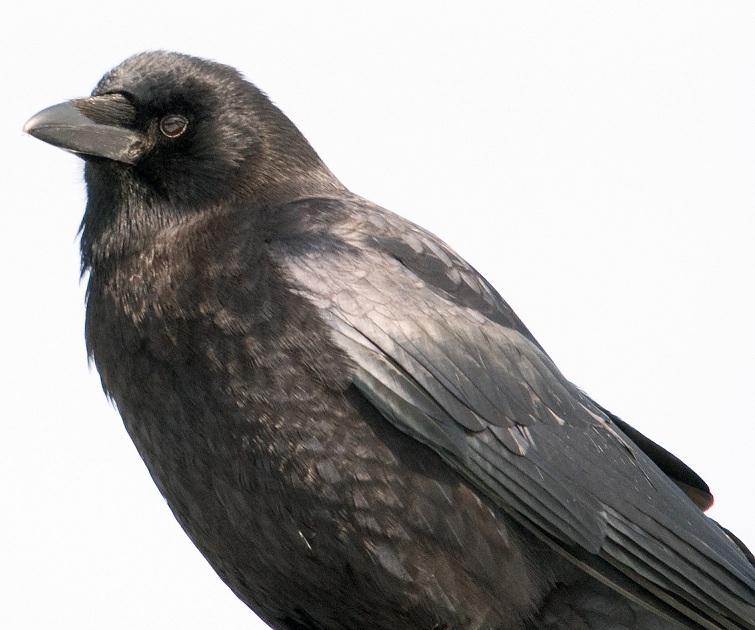 Me, Boomer and The Vermilon River: Birds of the Vermilon River, Canada ...