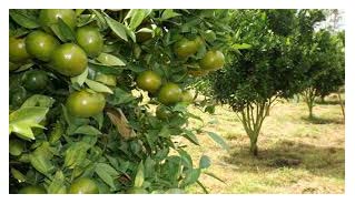 Mengetahui Jenis Hama Tanaman Jeruk Dan Cara Mengatasinya | SugehTani