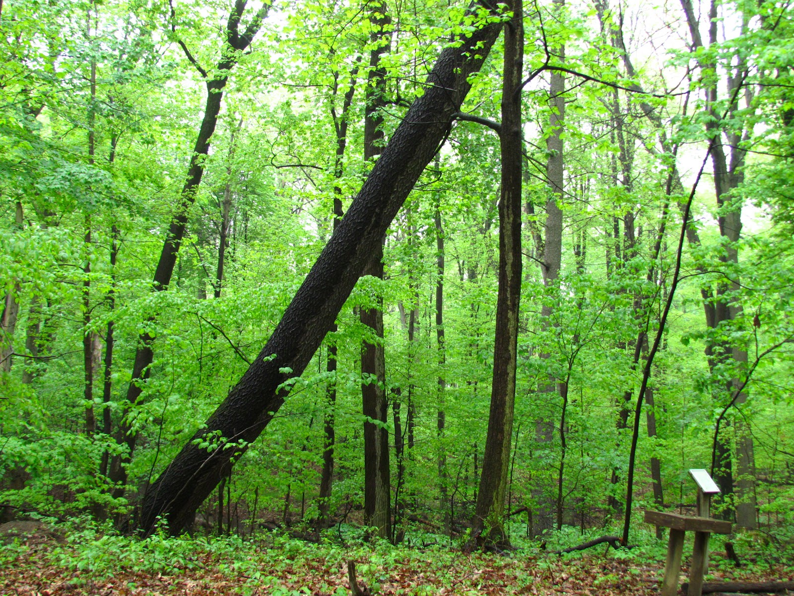 The Oakland Press Blogs: Earth's Almanac: Moose Tree Nature Preserve ...