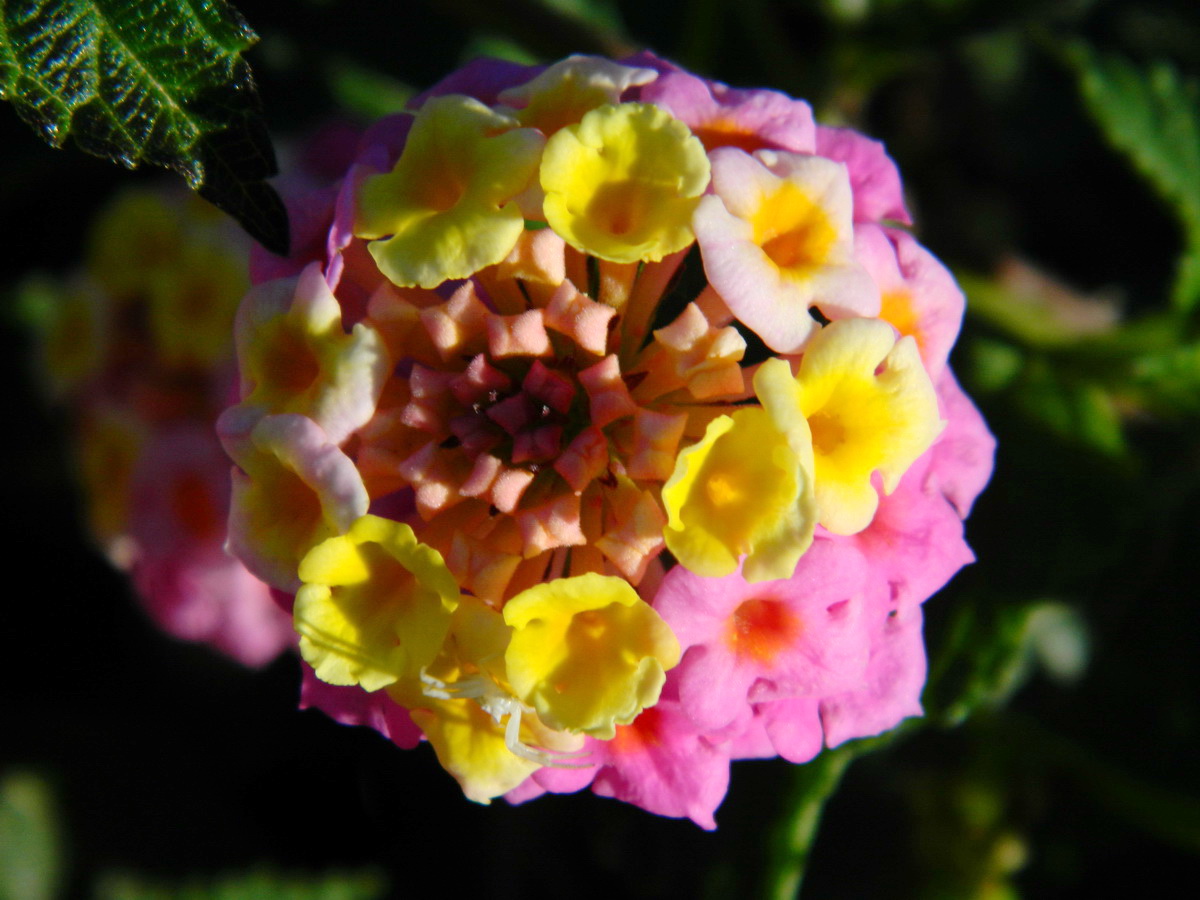 LA MULTI ANI, ROMANIA!: Flori multicolore