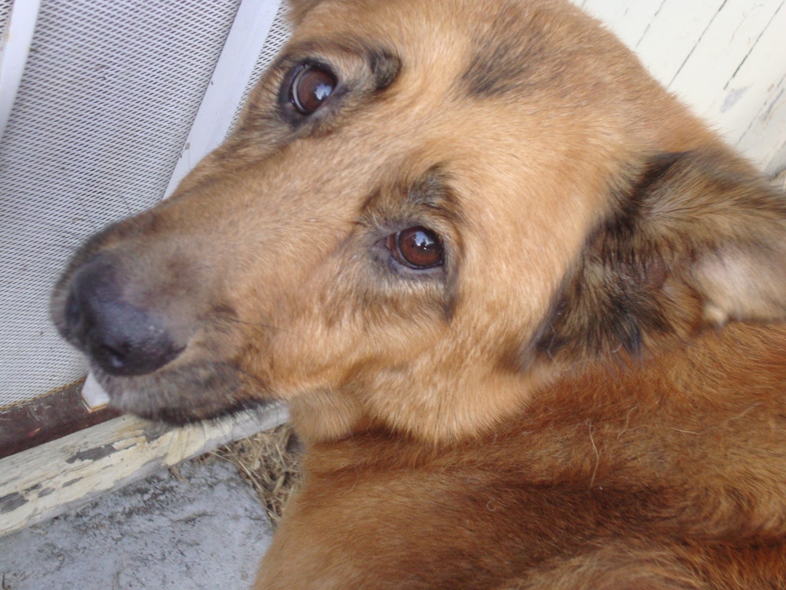 san diego: dialed in: October is Adopt A Shelter Dog Month