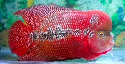Jenis Jenis Louhan alias Flowerhorn - PALAGAR