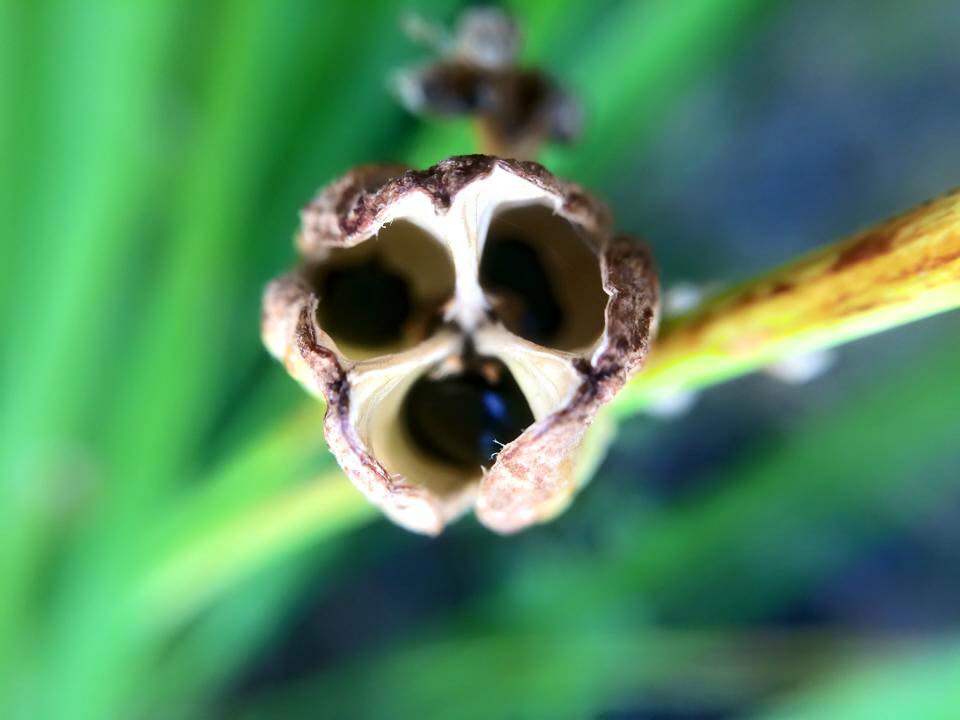 The Natural Naturalist: Seed Dispersal with wind and gravity