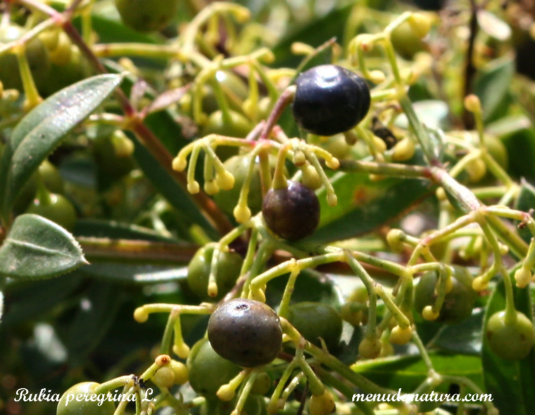 Menuda Natura: Rubia peregrina L.