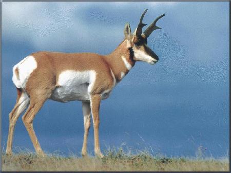 Antelope Animal Facts And Pictures | All Wildlife Photographs