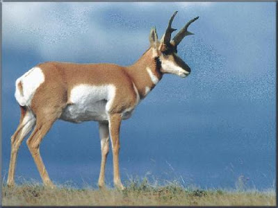 Antelope Animal Facts And Pictures | All Wildlife Photographs