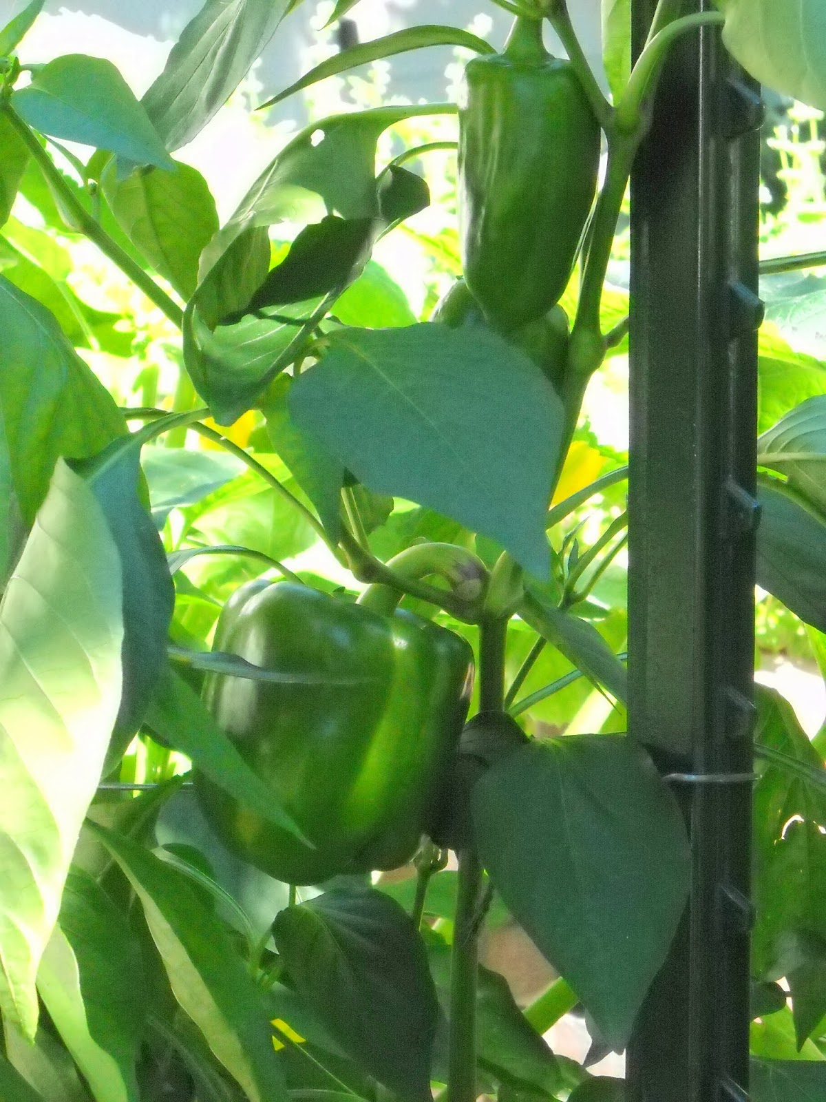 Day by Day Homesteading: The Art of Creating Resiliency, One Day at a ...