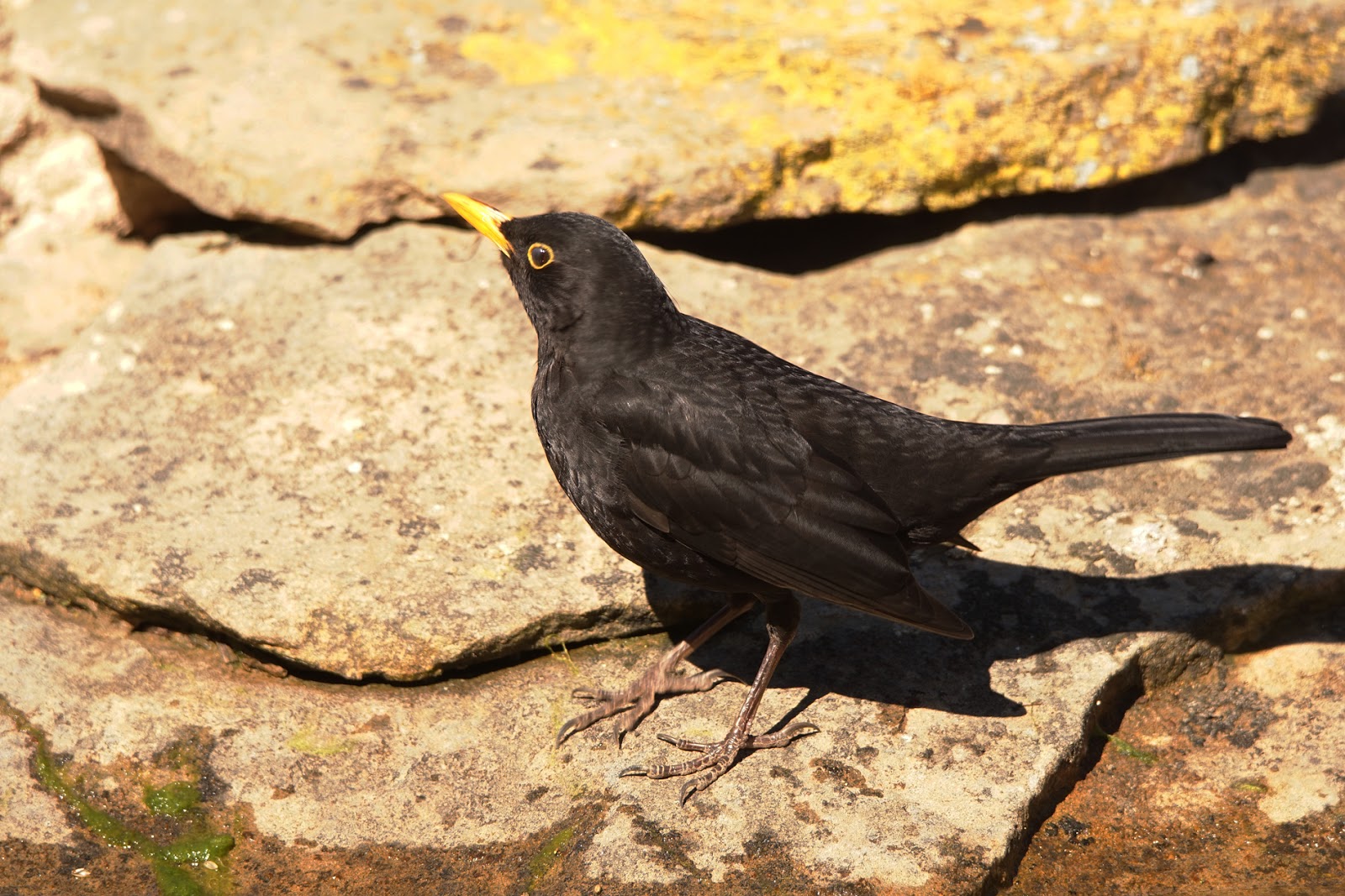Pasión por las aves: Mirlo común,(Turdus merula)