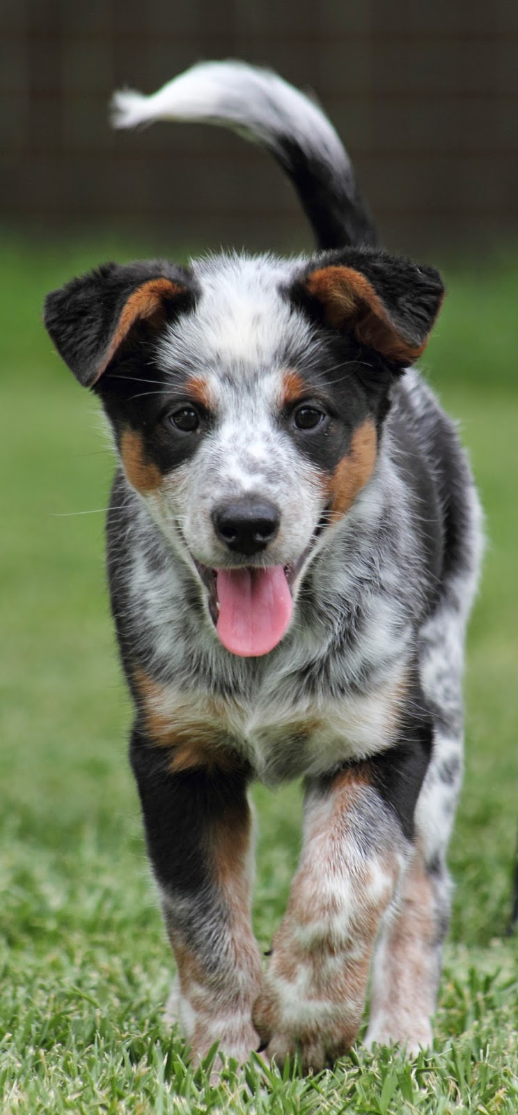 The Days of Johann, an agility dog!: Introducing Rach, my new little bro!