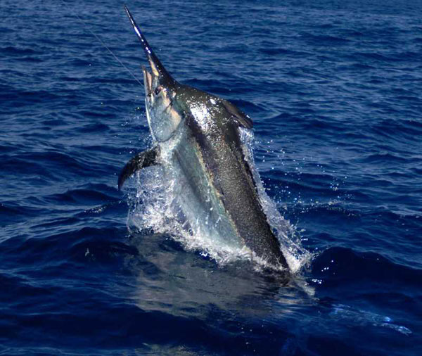 Artes de Pesca: VAMOS A PESCAR MARLIN