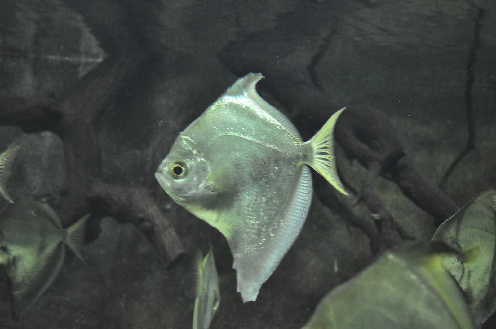 ZOOTOGRAFIANDO (6.096 ANIMALS): PEZ LUNA AFRICANO / AFRICAN MOONEY ...