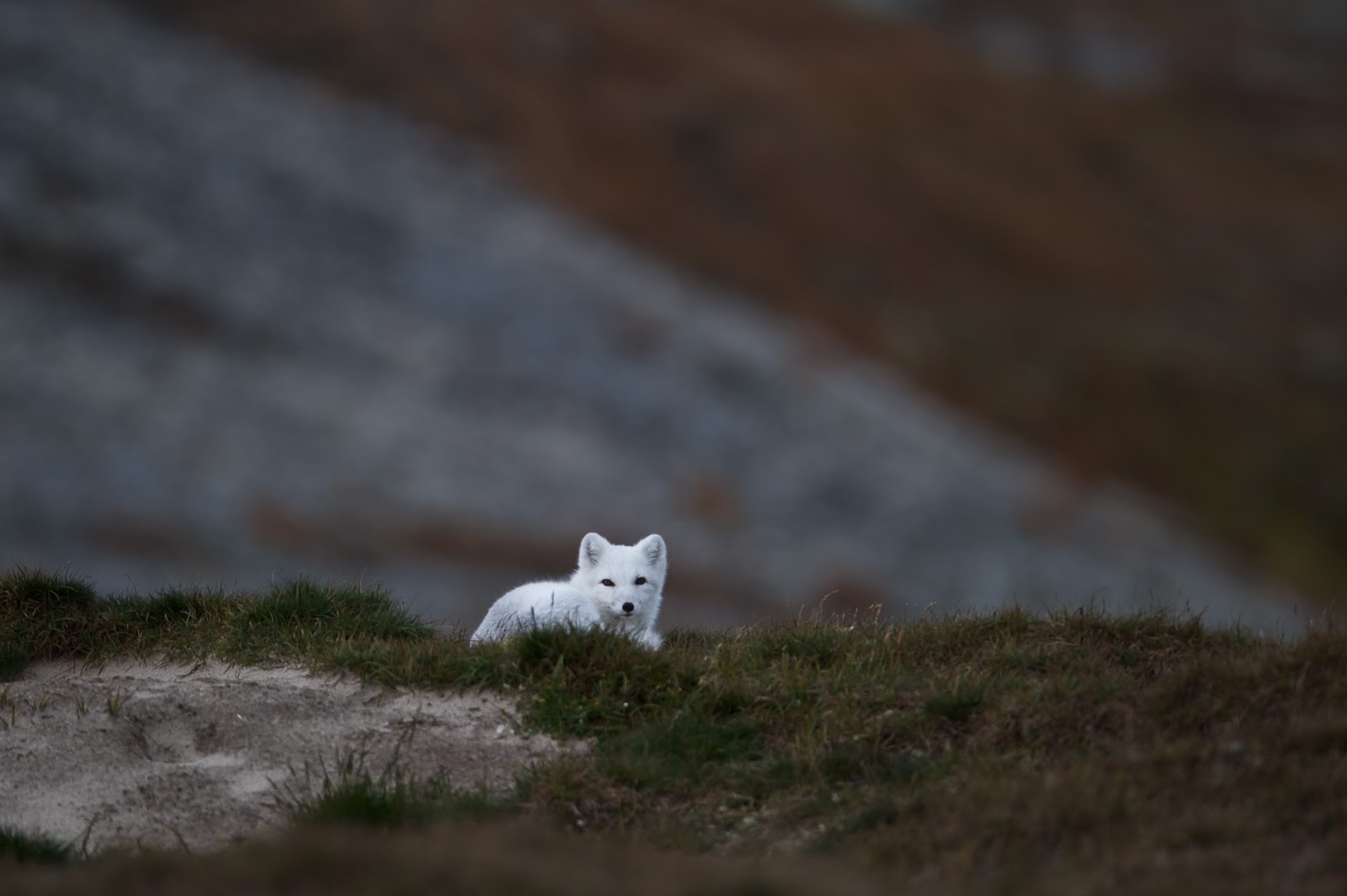 Roger Brendhagen: Fjellrev