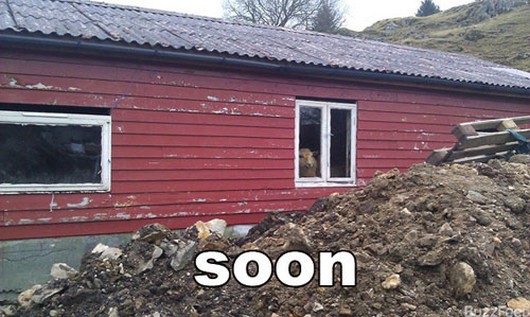 17 Funny animal "Soon" pictures (17 pics) | Amazing Creatures