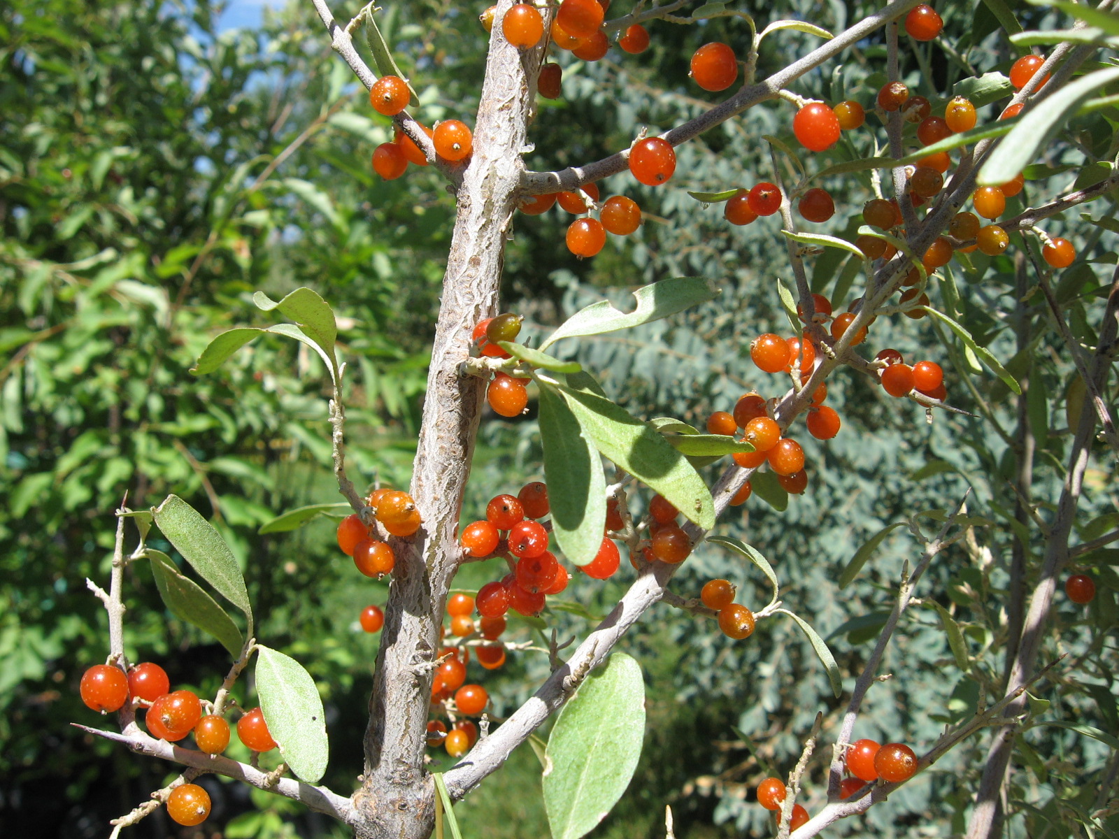 availability: Sheperdia argentea Silver Buffaloberry