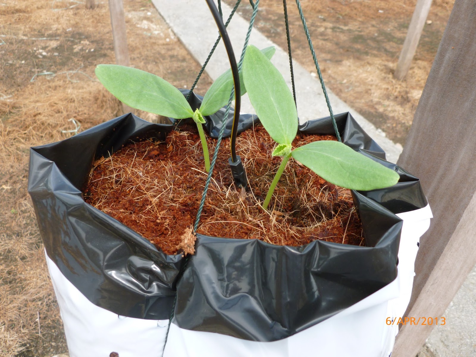 OBO: Projek Tanaman Timun Fertigasi Terbuka Di SMK Kuala Jengal, Dungun ...