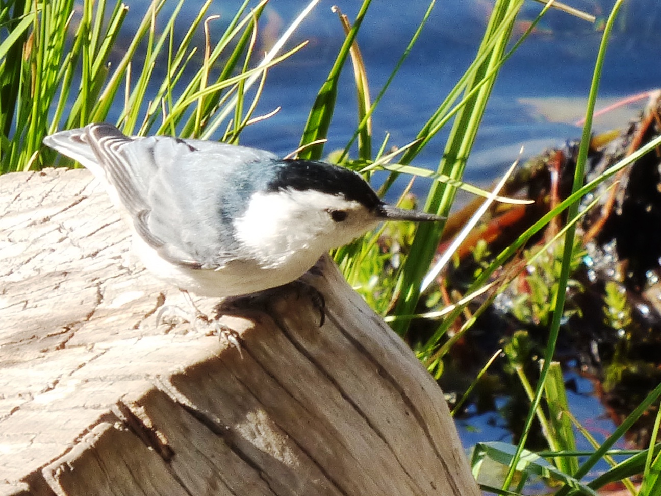 Geotripper's California Birds: White-breasted Nuthatch at Twin Lakes ...