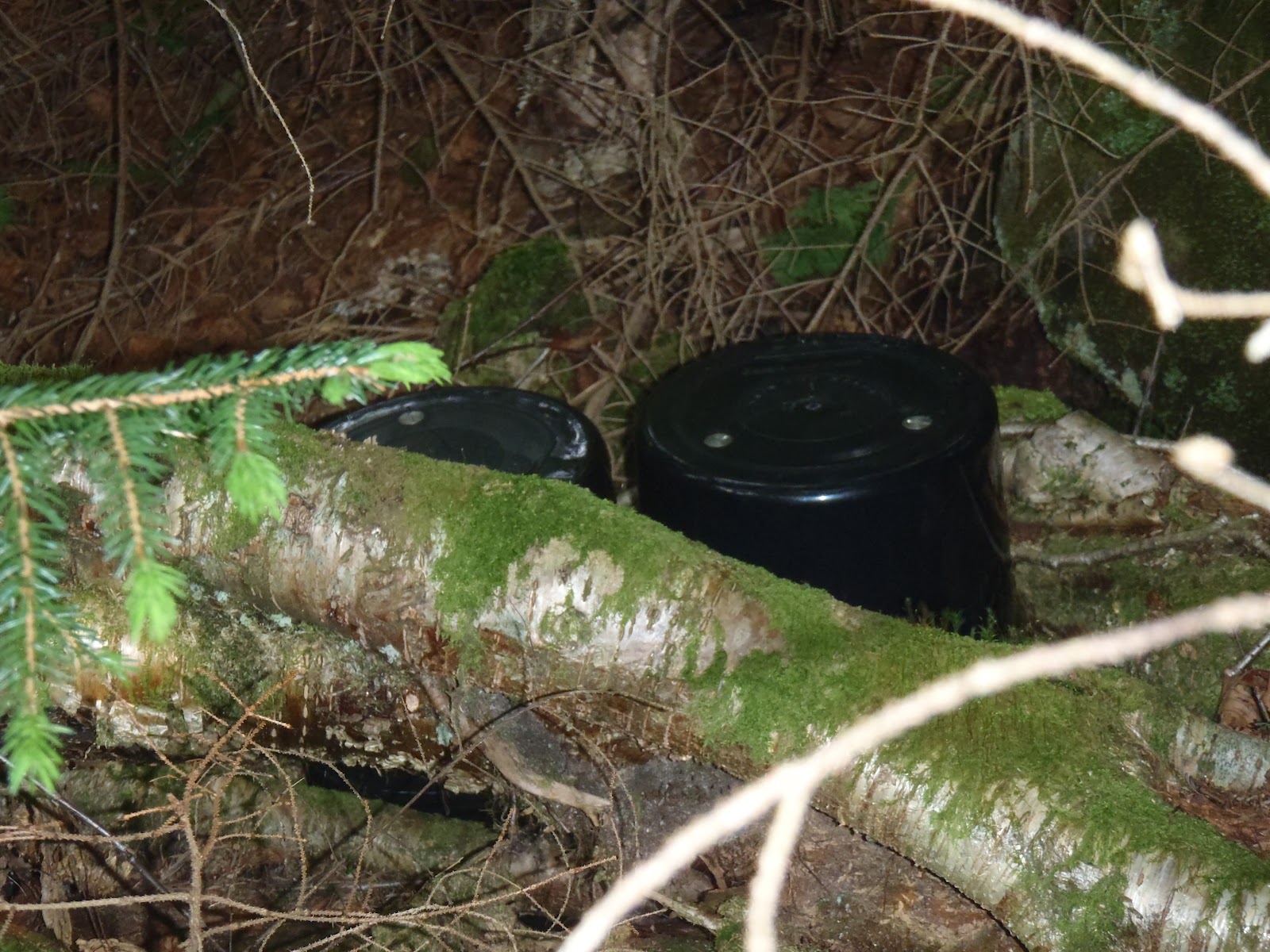 a walk in the park: Backpacking at Bushnell Falls with Bears