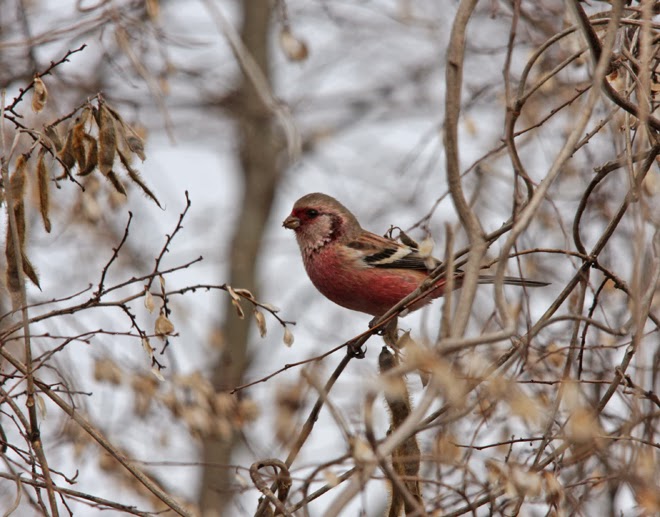 BIRDING - Kyoto, Kansai and Japan: finches
