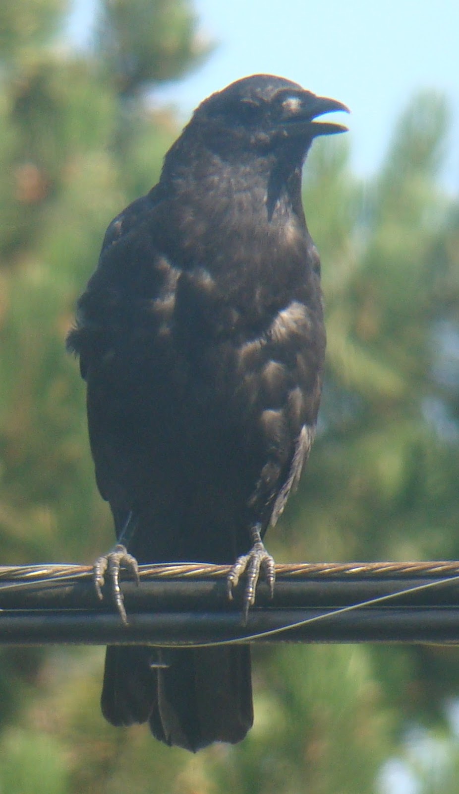 Surprised by Time: Crow Summer