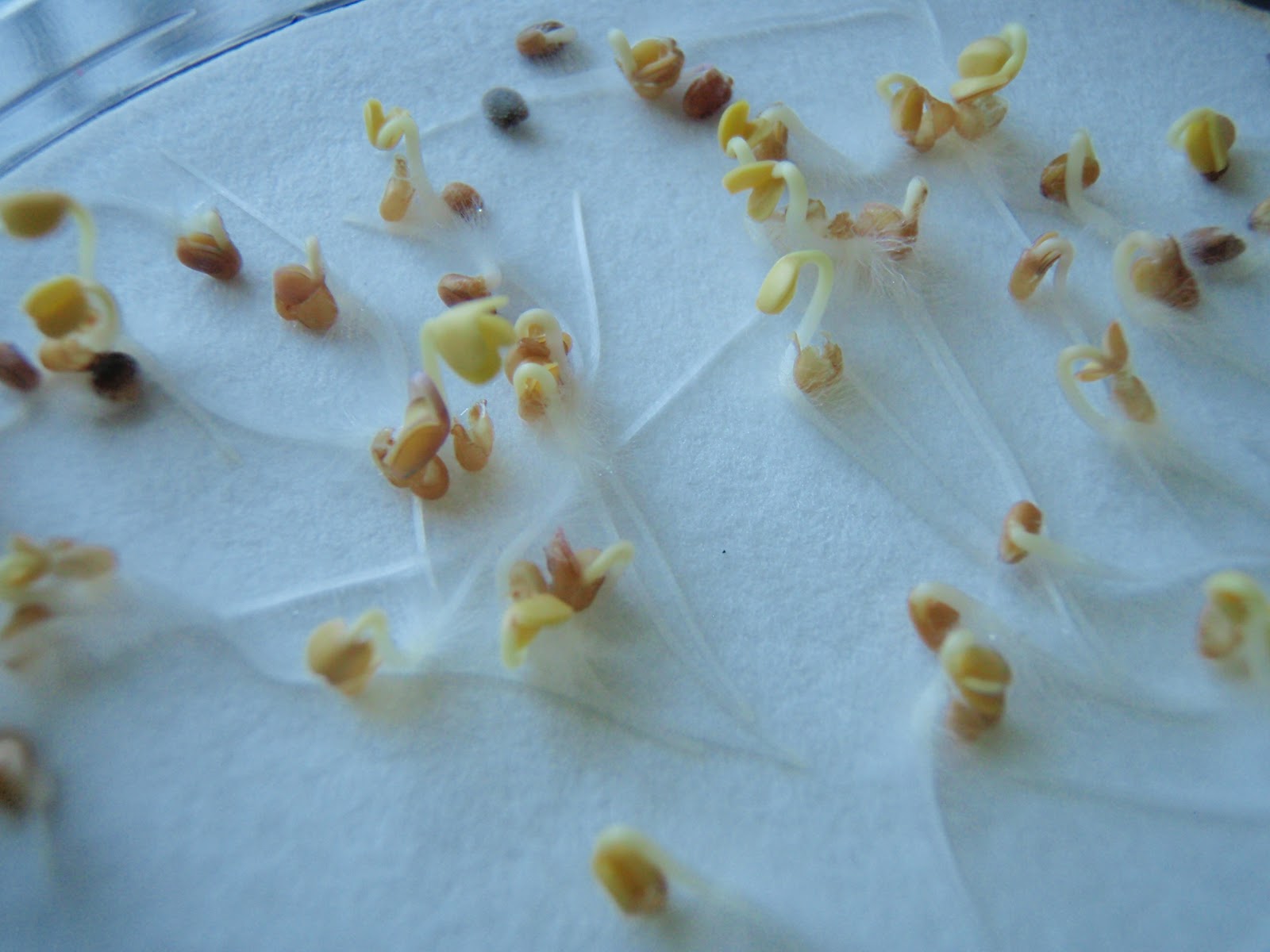 wintergreens: Sprouting seeds on my countertop