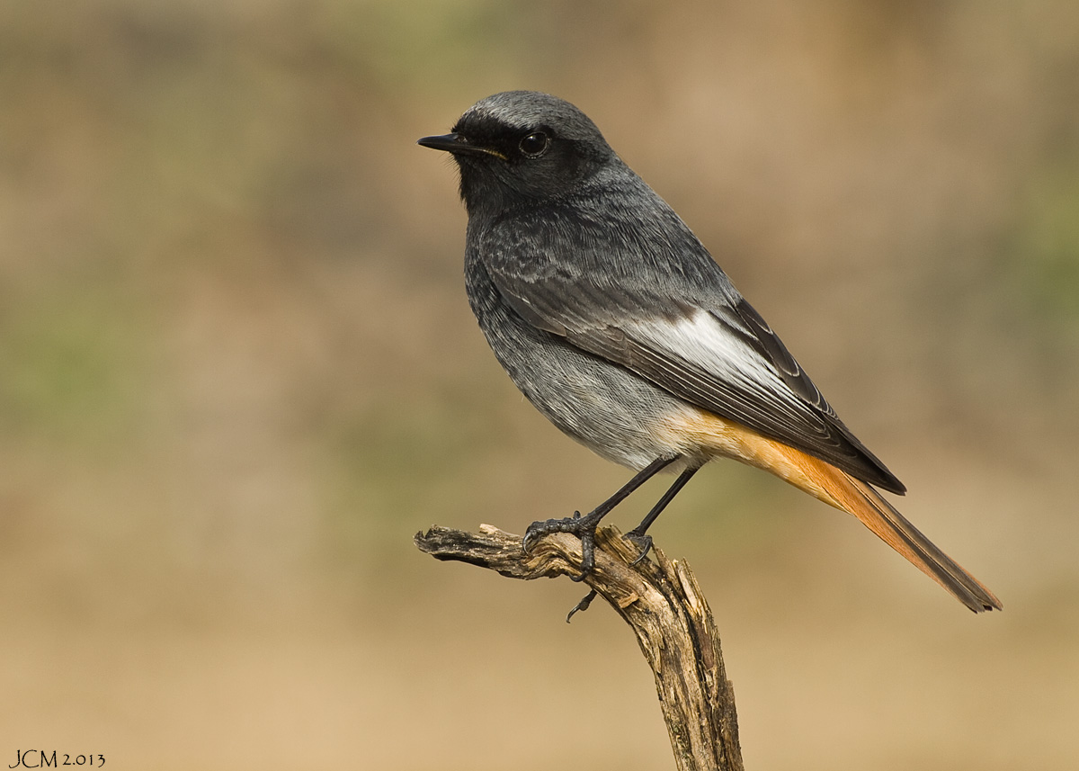 Fauna del Valle - Fotografía de Naturaleza: Colirrojo tizón ...