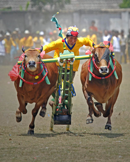KERAPAN SAPI ~ Jejak Budaya