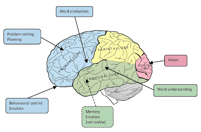 Brain Jack Image: Brain Diagram And Functions