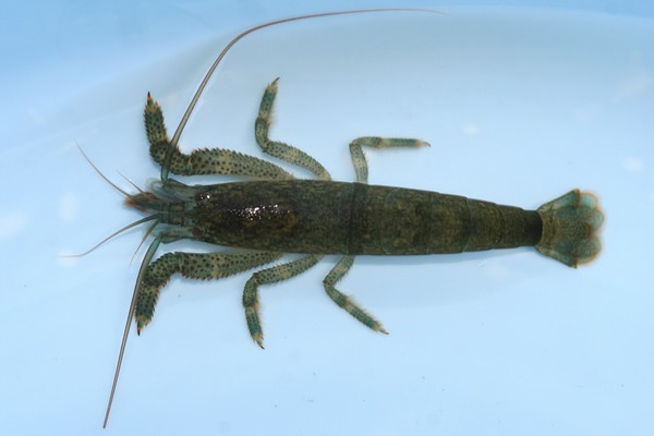 Fächergarnelen: Fächergarnelen Hotspot Guadeloupe