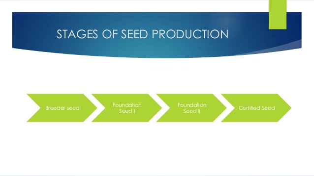 How to Start Certified Seed Production | KaamYaab Business Consultants ...