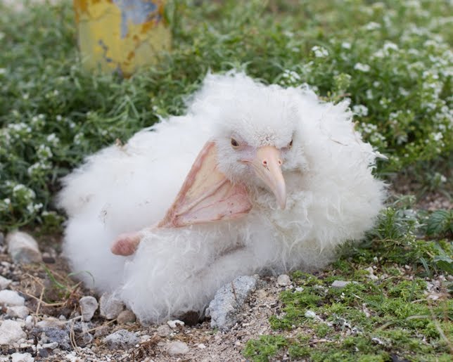 White Wolf : Adorable Albino Albatross Chicks Born On Midway (Pictures)