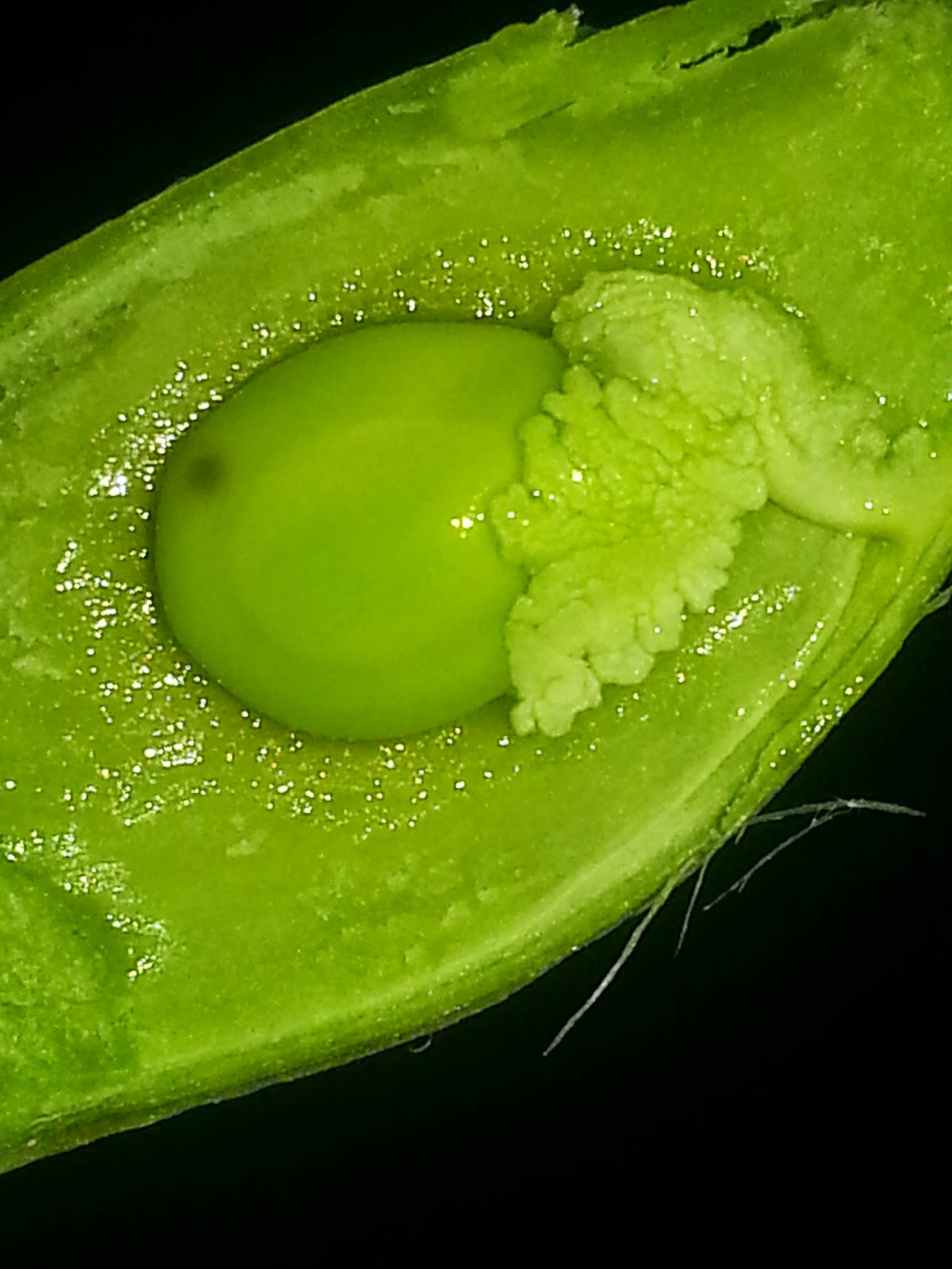 Fabaceae - Leguminosae no Brasil: Pithecellobium