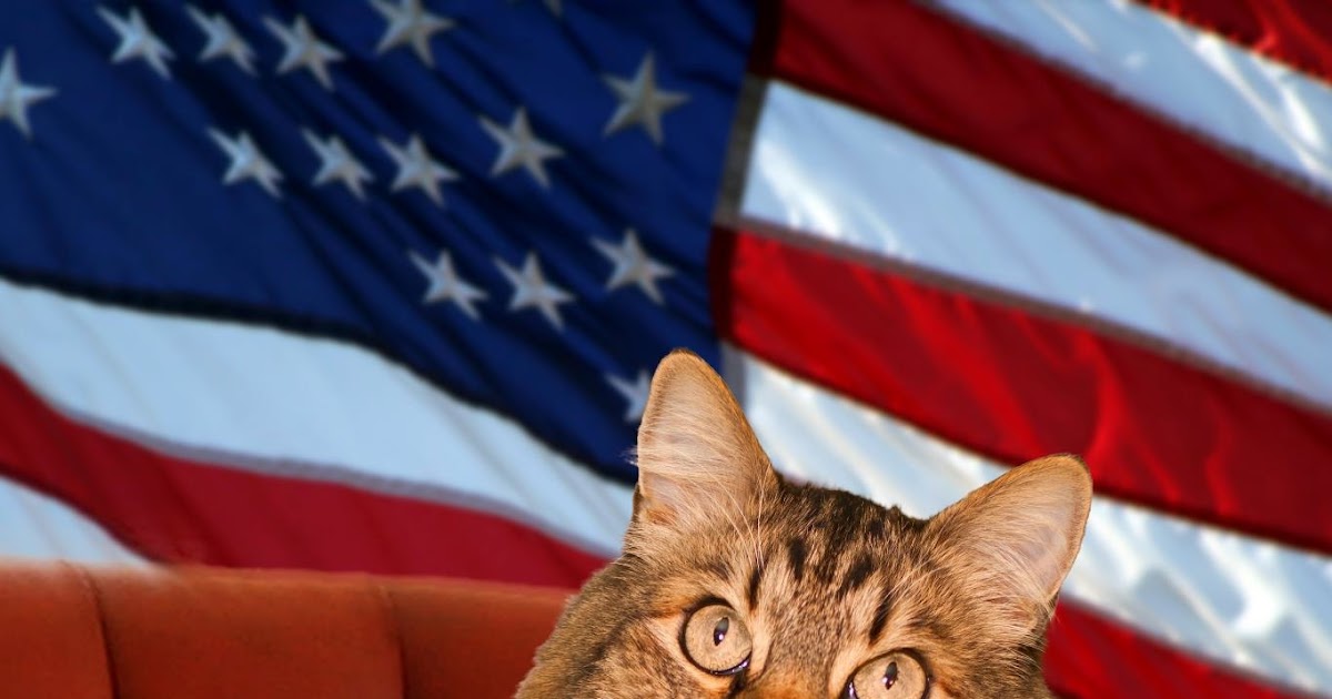 paper bag & string: Vote for Hank the Cat for Senate!