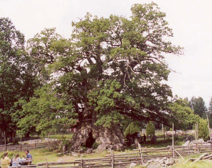 Giant Trees From Around The World: Oak Trees