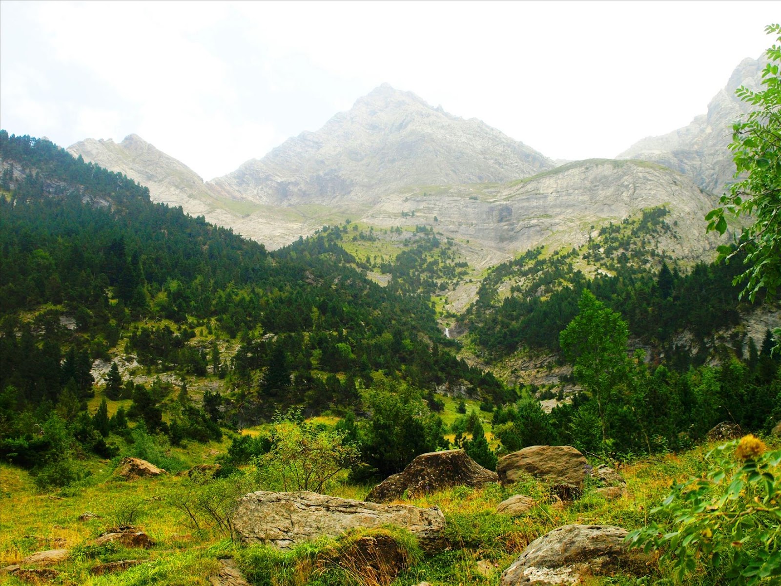 Best Pyrenees Photos: Forest Ecosystem - Gavarnie - Pyrenees - France