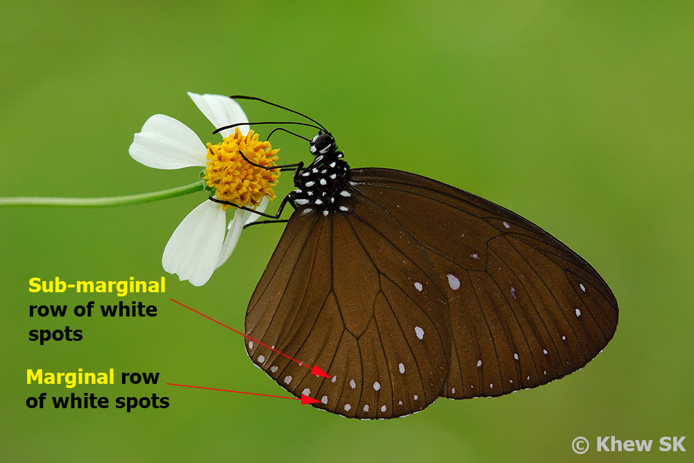 Butterflies of Singapore: Butterfly Anatomy : Part 3