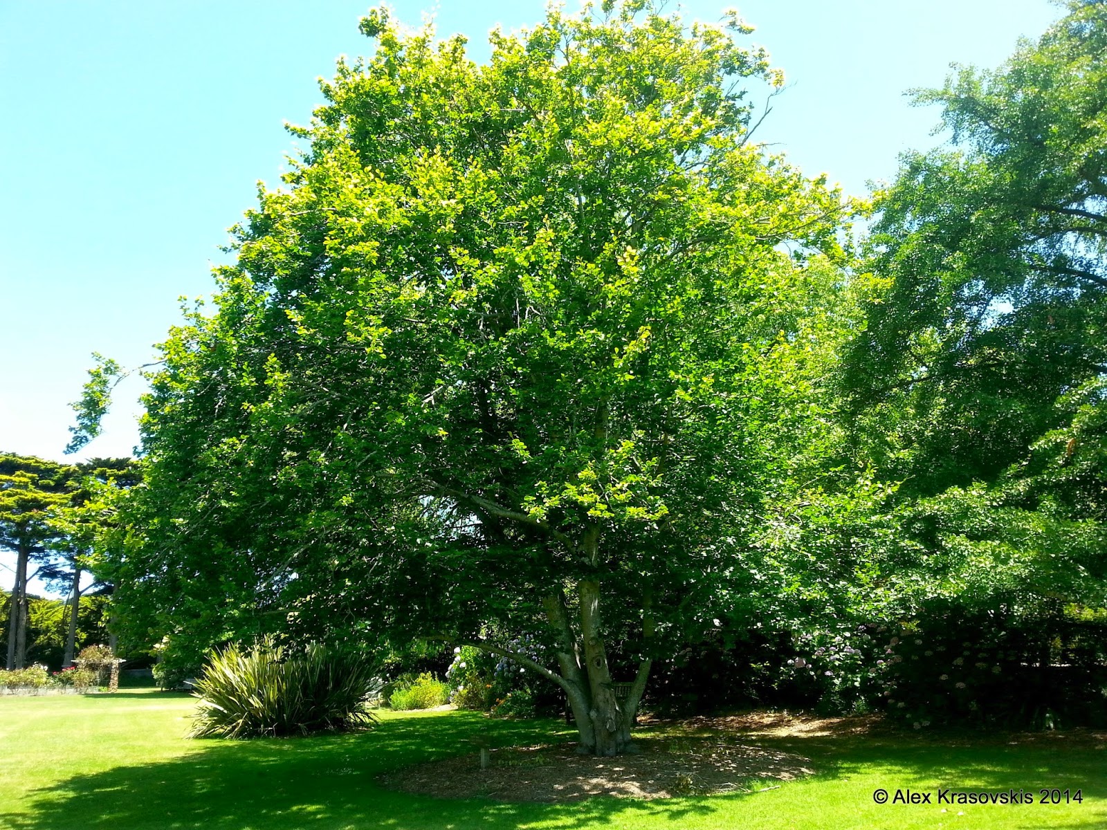 Aggregata Plants & Gardens: Garden visit to Coolart wetlands and ...