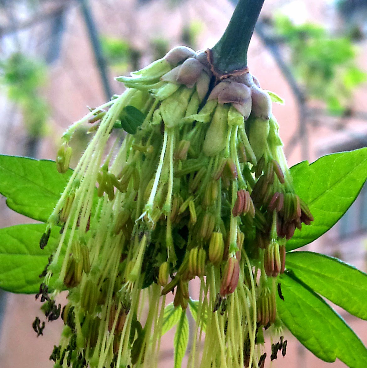 Árboles con alma: Negundo. Arce americano. Bordo. (Acer negundo)