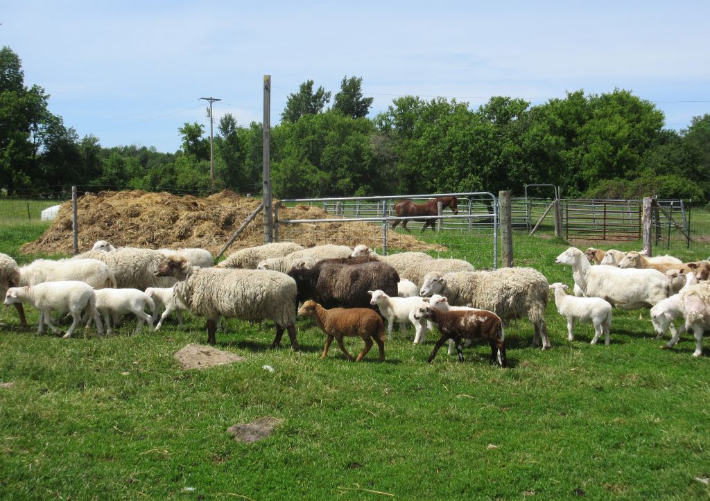 Windswept Adventure: A Visit To The Neighbors' Sheep Farm