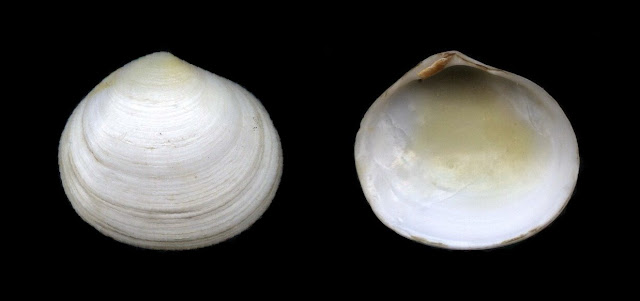 Moluscos marinos de Argentina: 2016