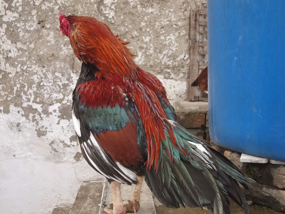 Aseel Information Medicines And Sale Point: Amroha Aseels