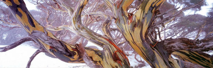 Michael Scott Lees, Colourful Ozzie Trees | illicit Blag