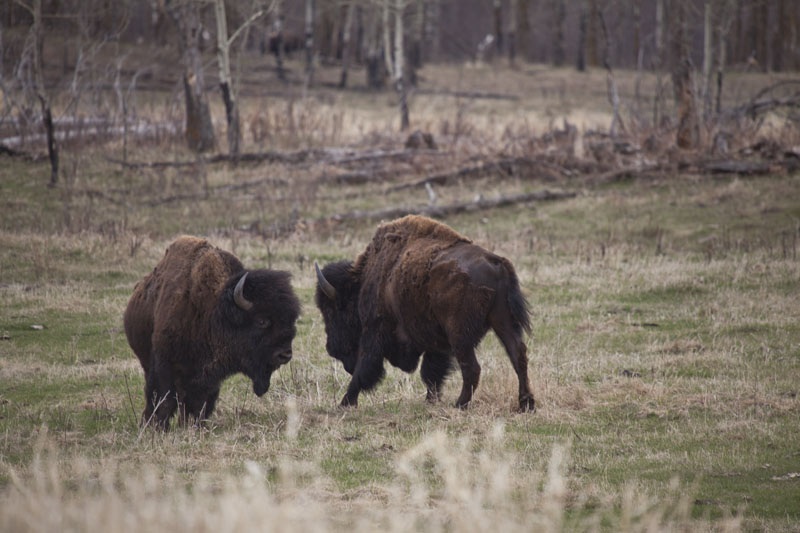 Photography of Ralph Fuchs of St. Albert, Alberta: Wildlife